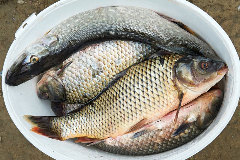 Fresh fish pike and carp stock image. Image of catch - 40111505