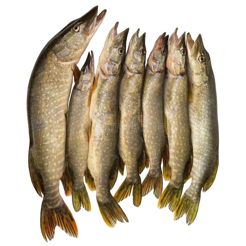 Fresh Fish is Pike. Seven Caught Pike Lie Next. Freshwater Fish. Fresh ...