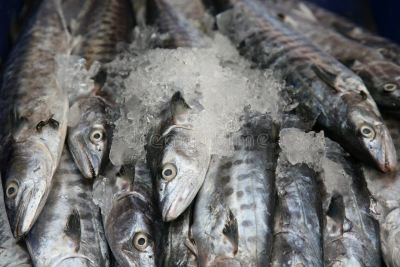 Fresh fish stock image. Image of dead, seafood, chill - 66865605