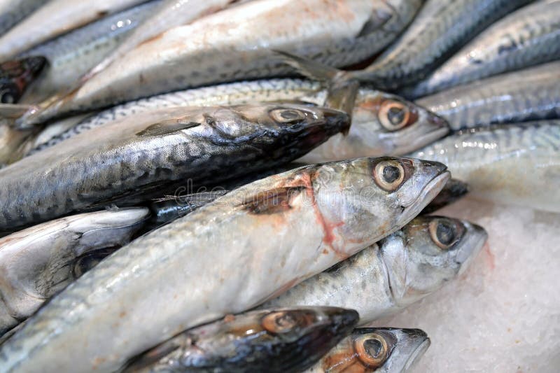 Fresh Fish stock photo. Image of lunch, ingredient, fishing - 60232630