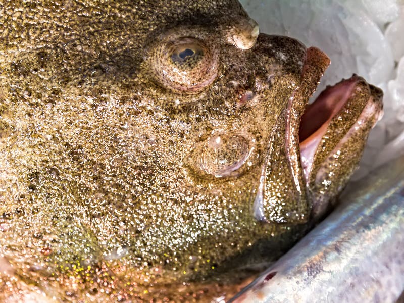Fresh fish plaice Cold Ice stock photo. Image of protein - 139214178