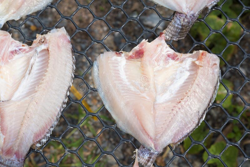 Fresh Fish on Plastic Net Under Sun Light for Make Dried Fish. Stock ...