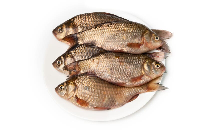 Fresh fish on plate stock photo. Image of uncooked, seafood - 19457572