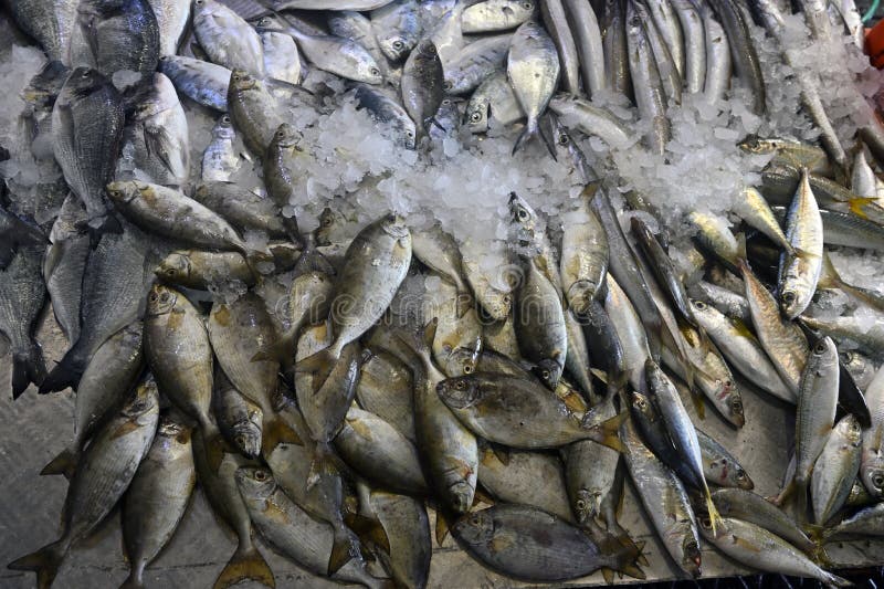 Fresh Fish in the Port of Jaffa Stock Photo - Image of fresh, sale ...