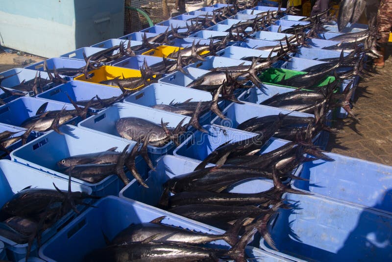 Fresh Fish at the Port in Oman Stock Photo - Image of animal, food ...