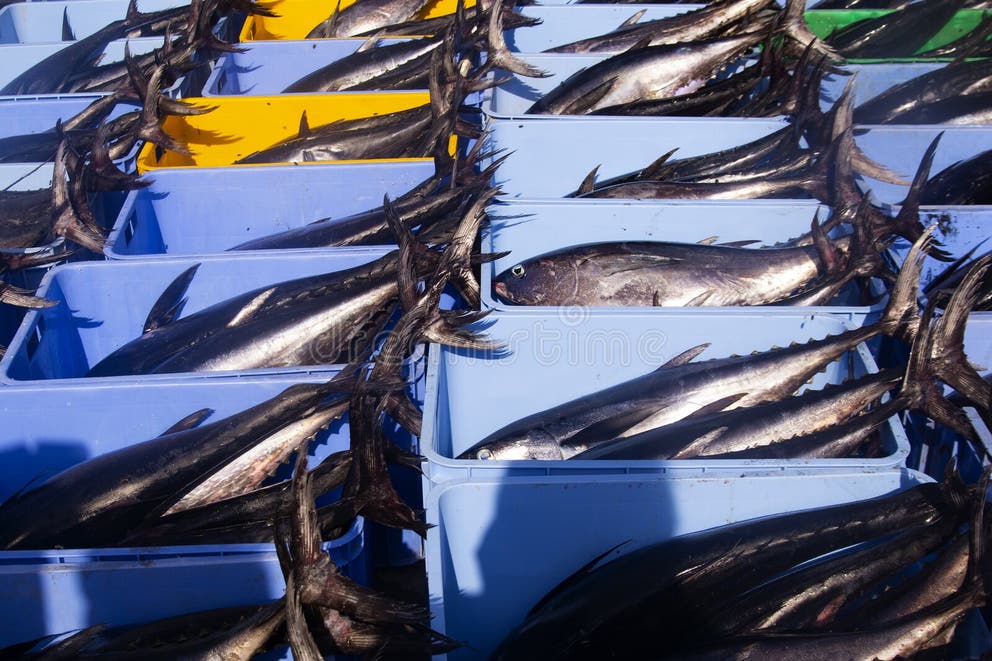 Fresh Fish at the Port in Oman Stock Photo - Image of travel, arabia ...