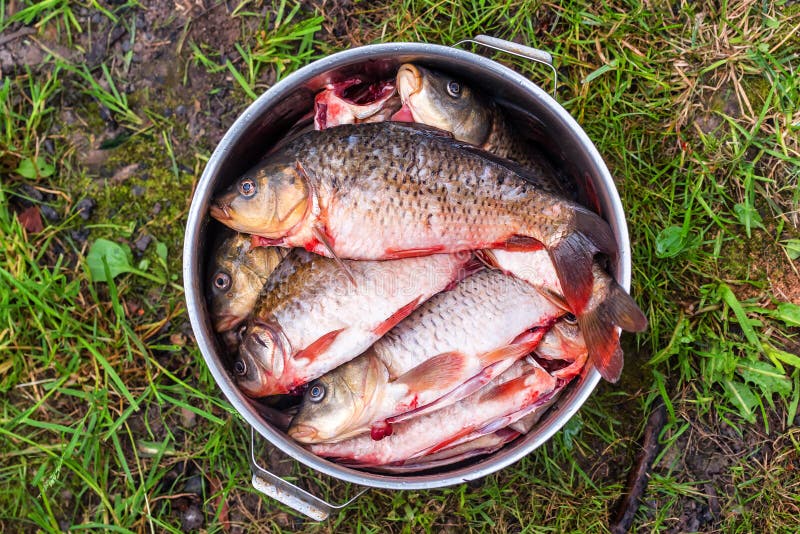 Fresh fish in a pot stock image. Image of prepared, background - 101029809