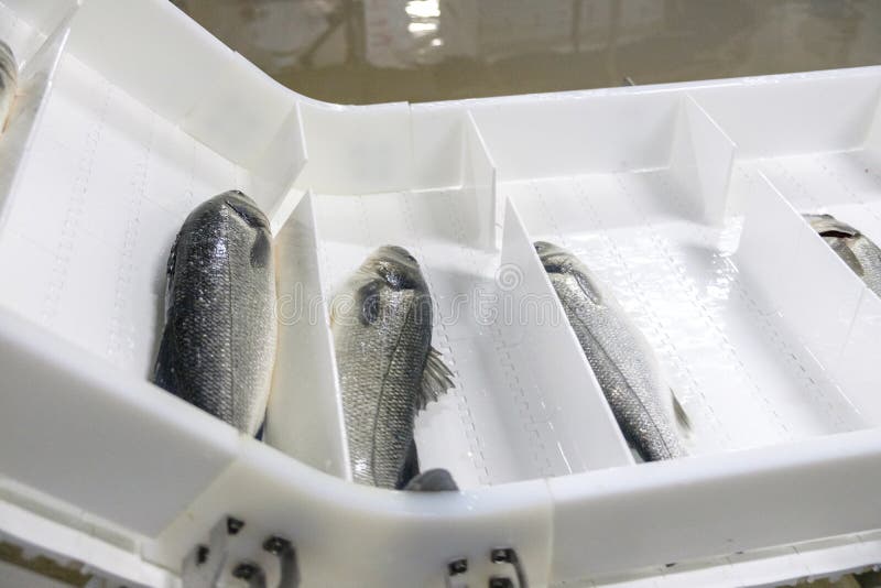 Fresh Fish in Processing and Packaging Plant Stock Photo - Image of ...