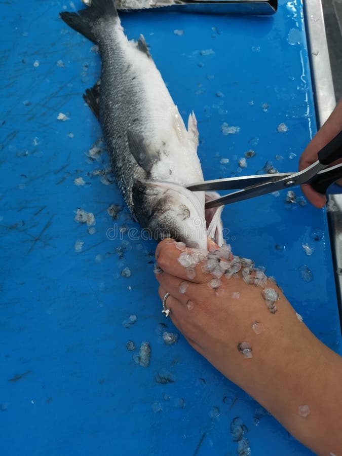 The Fresh Fish is Professionally Cleaned Under Running Water by a ...
