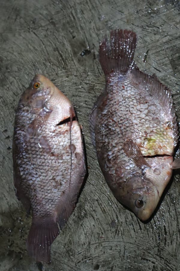 Fresh Fish is Ready To Be Processed, Promising a Delicious Dish Rich in ...