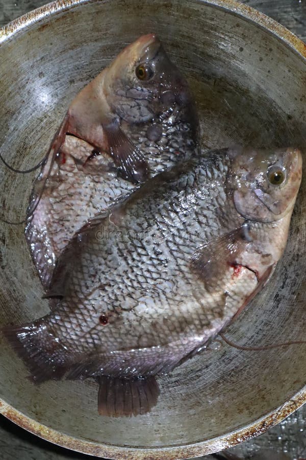 Fresh Fish is Ready To Be Processed, Promising a Delicious Dish Rich in ...