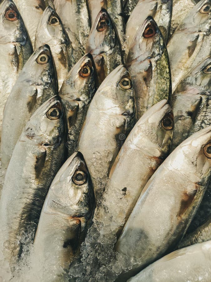 Fresh fish ready to cook stock image. Image of produce - 261791257