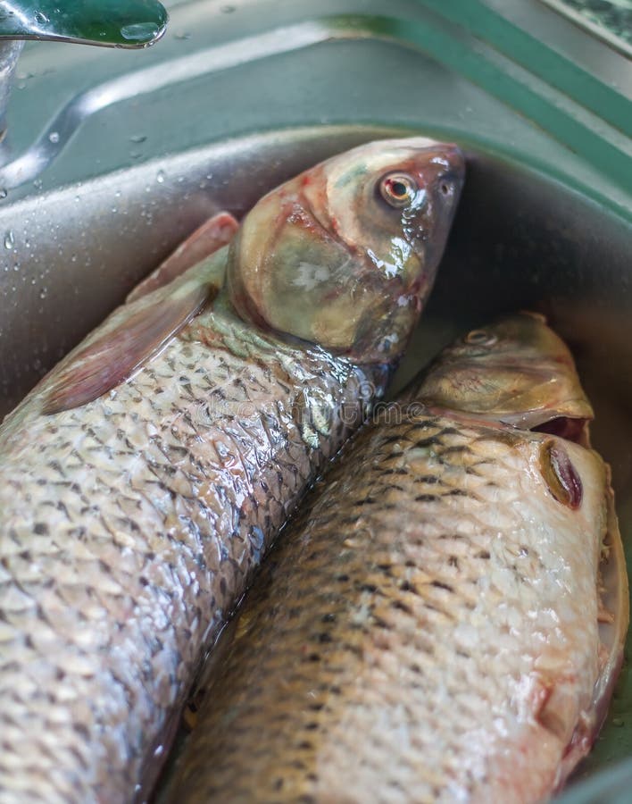 Fish Ready to Clean stock image. Image of cleaned, bigmouth - 29747083