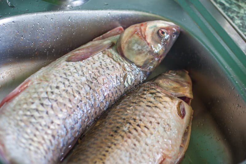 Fresh Fish Ready To Cook, Washing Fish Stock Photo - Image of ...