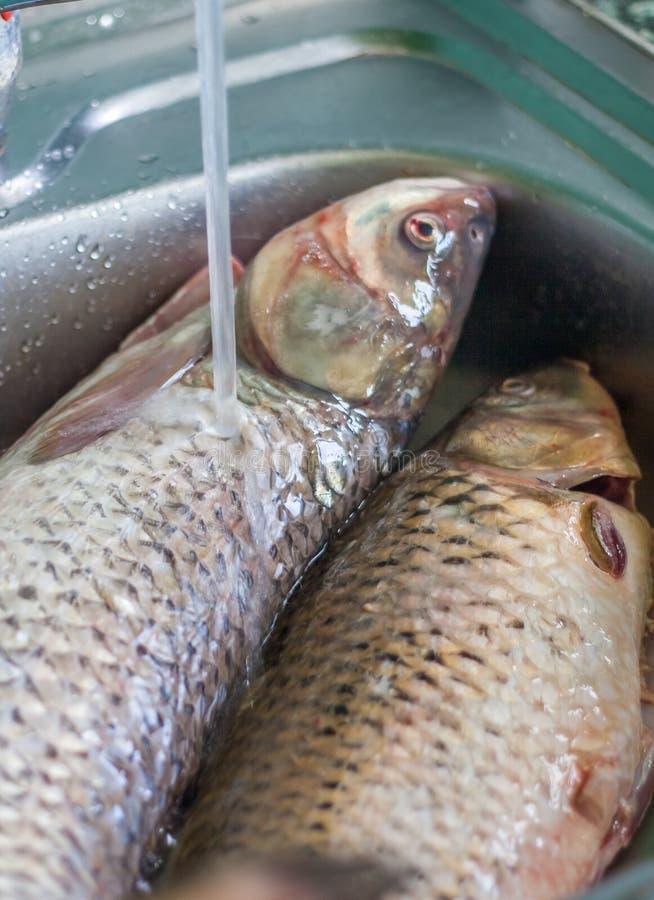 Fresh Fish Ready To Cook, Washing Fish Stock Image - Image of included ...