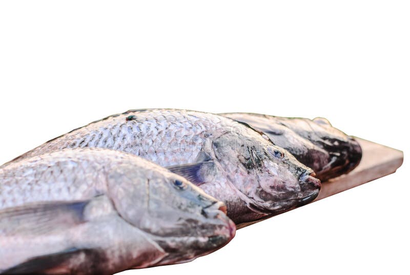 Fresh fish ready to cooks stock image. Image of cookery - 51064277