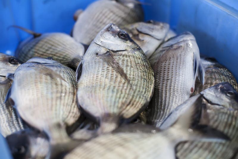 Fresh Frish stock image. Image of ingredient, industry - 30178269