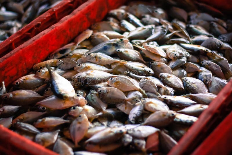 Fresh Fish in Red Crate Plastic at Market. Stock Image - Image of crate ...