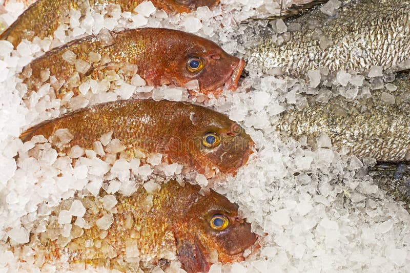 Fresh Fish Red Perch Covered with Ice on the Counter of the Store ...