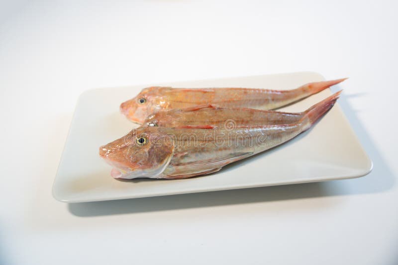 Fresh fish with red scales stock photo. Image of fish - 47016888
