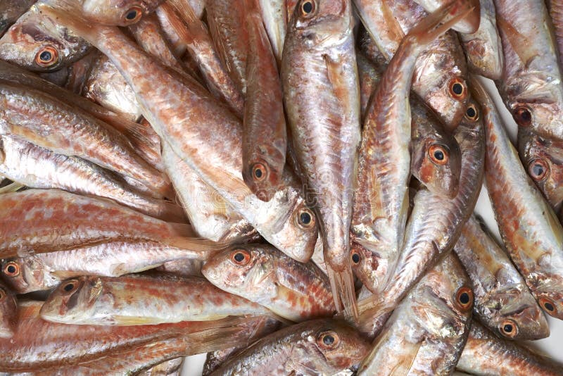 Fresh fish, red snapper stock image. Image of wood, dinner - 36912571