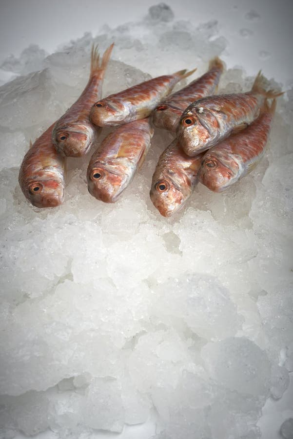 Fresh fish, red snapper stock photo. Image of bream, uncooked - 36912632