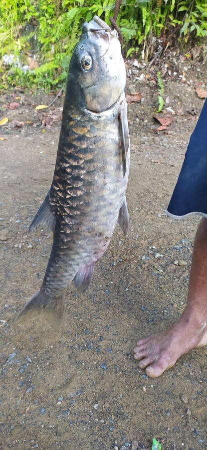 Fresh Fish in River North Kalimantan Stock Image - Image of north ...