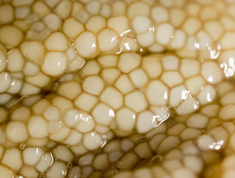 Fresh Fish Roe As a Background. Macro Stock Image - Image of food ...