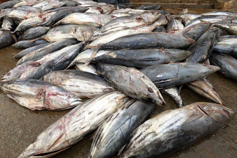 Fresh fish on sale stock photo. Image of nutrition, market - 122855474