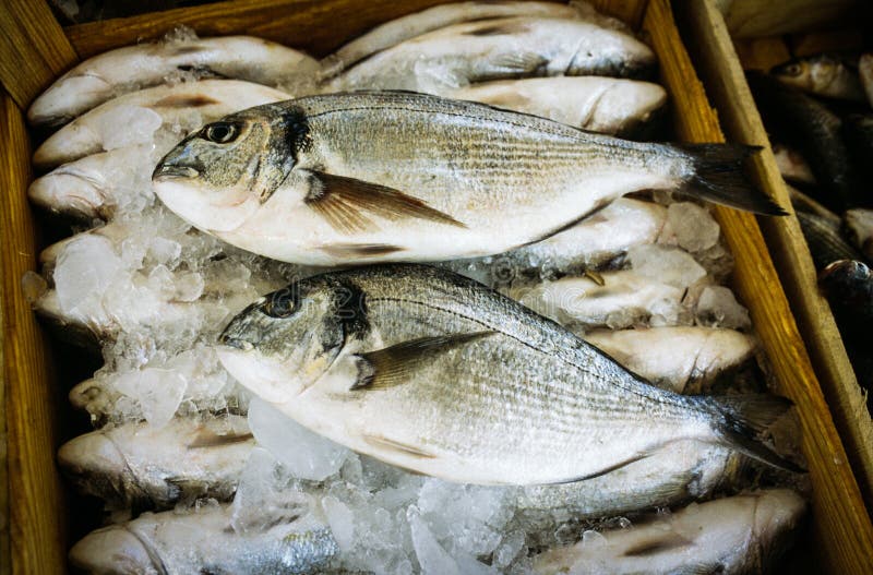 Fresh Fish for Sale in a Market in Turkey Stock Image - Image of cool ...