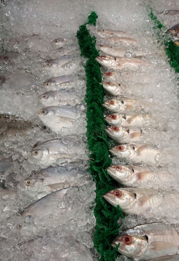 Fresh Fish Sale at Seafood Market Stock Image - Image of sale, fresh ...
