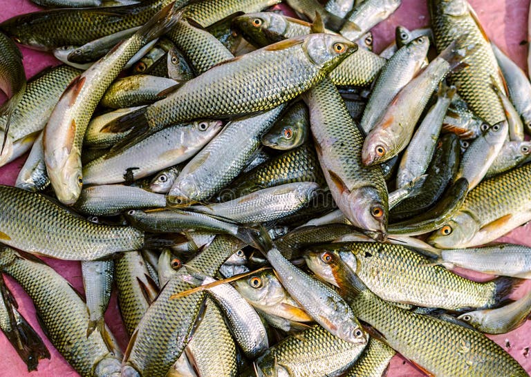 712 Rohu Fish Stock Photos - Free & Royalty-Free Stock Photos from ...