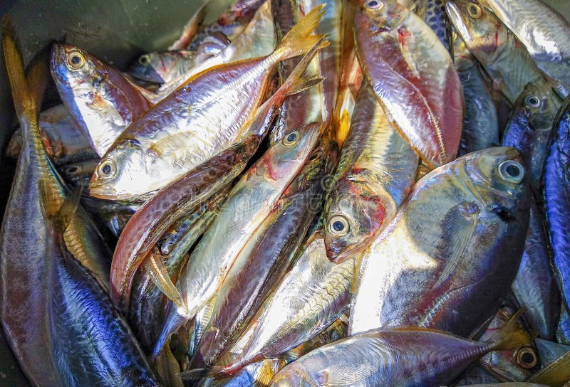 Fresh fish from the sea stock photo. Image of fresh - 176939128