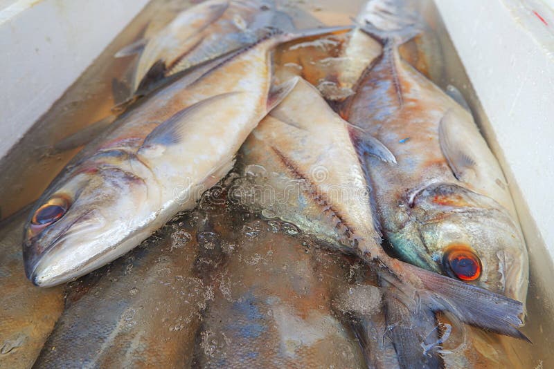 Fresh fish stock image. Image of food, cuisine, jumbo - 267633869