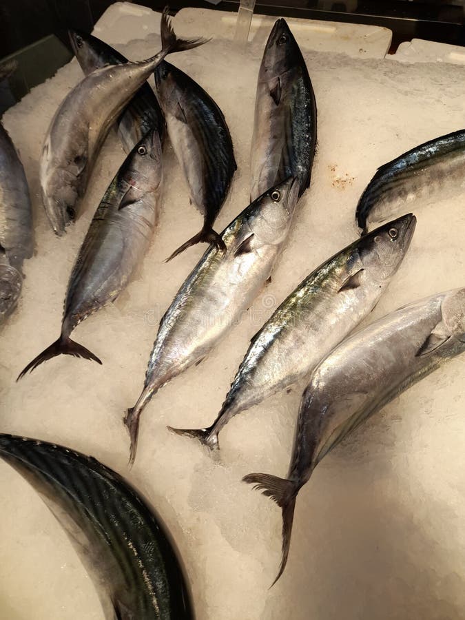 Fresh fish section stock photo. Image of food, seafood - 200370412