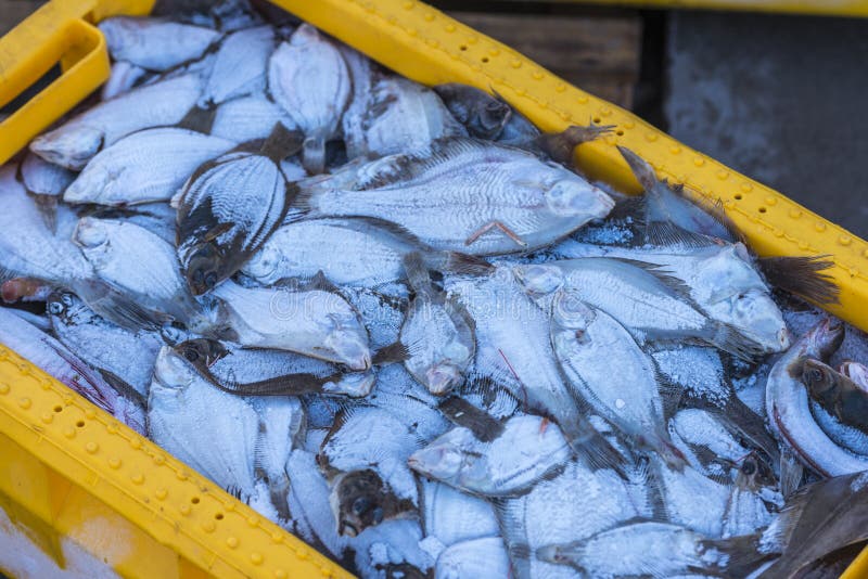 Fresh fish stock photo. Image of island, selection, food - 38762586