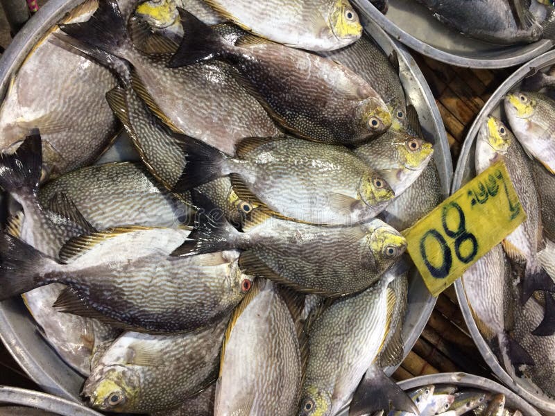 Fresh Fish Sell in the Market Stock Photo - Image of market, tuna: 86597942