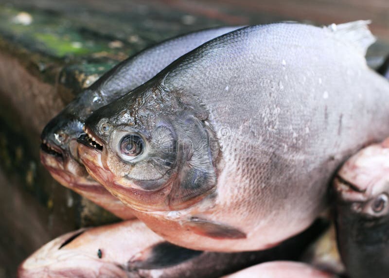 Fresh Fish Selling on the Market in Asia Stock Image - Image of animal ...