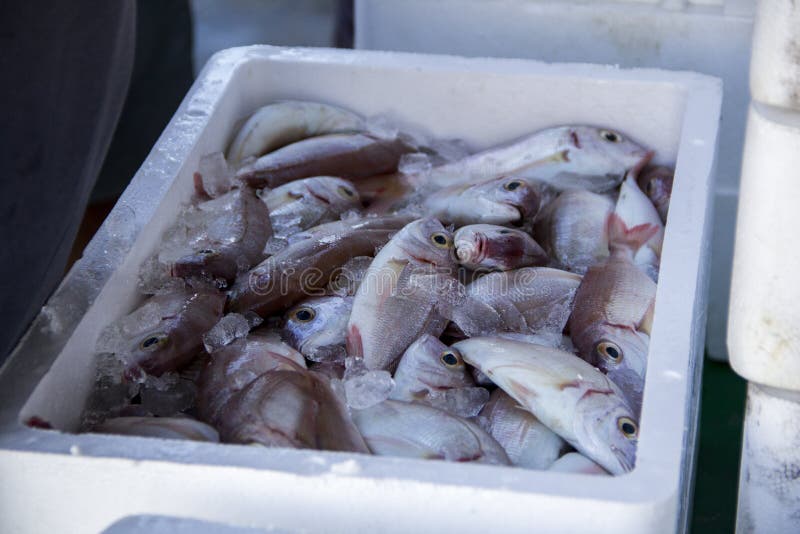 Fresh Fish and Shellfish in Cambrils Harbor, Tarragona, Spain. Stock ...