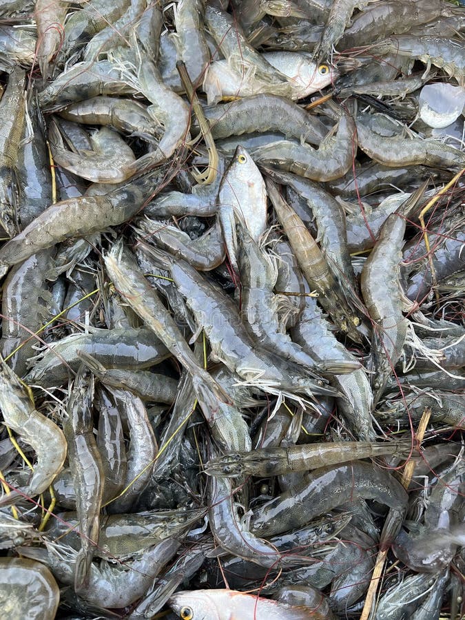 Fresh Fish and Shrimp in the Market Stock Photo - Image of water, dead ...