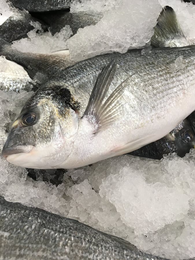 Fresh Fish stock photo. Image of grilled, fresh, silver - 113066060