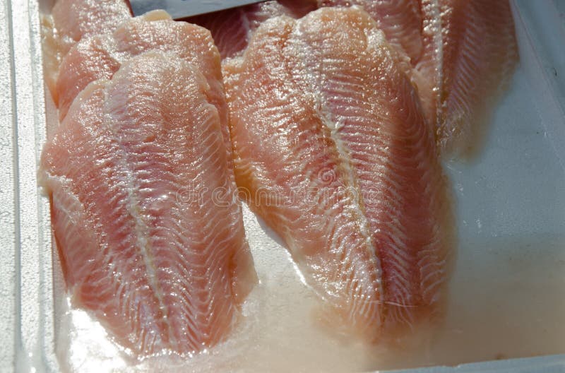 Fresh fish slice stock photo. Image of dinner, slice - 101163418