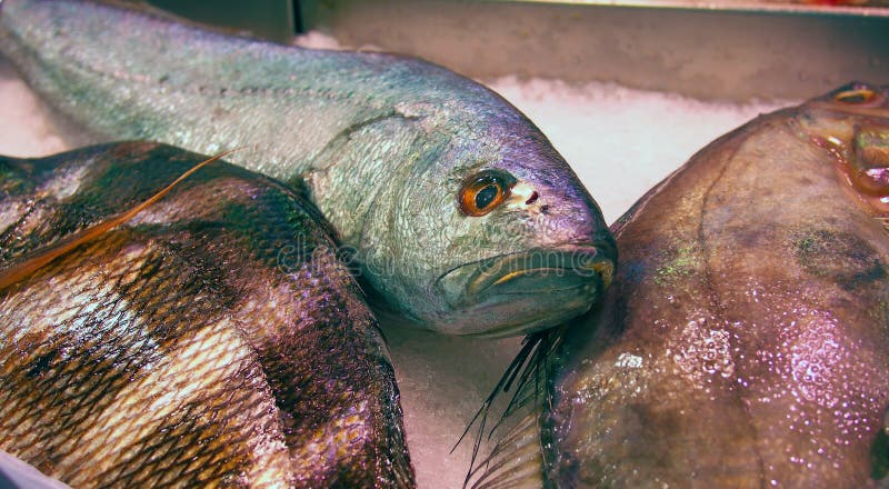 Fresh Fish at Spanish Seafood Market Stock Image - Image of dish, fish ...