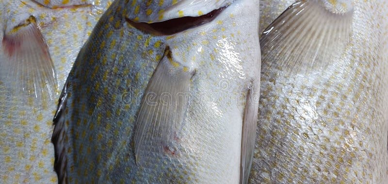 Fresh Fish with Spotted Scales Stock Photo - Image of skin, seafood ...
