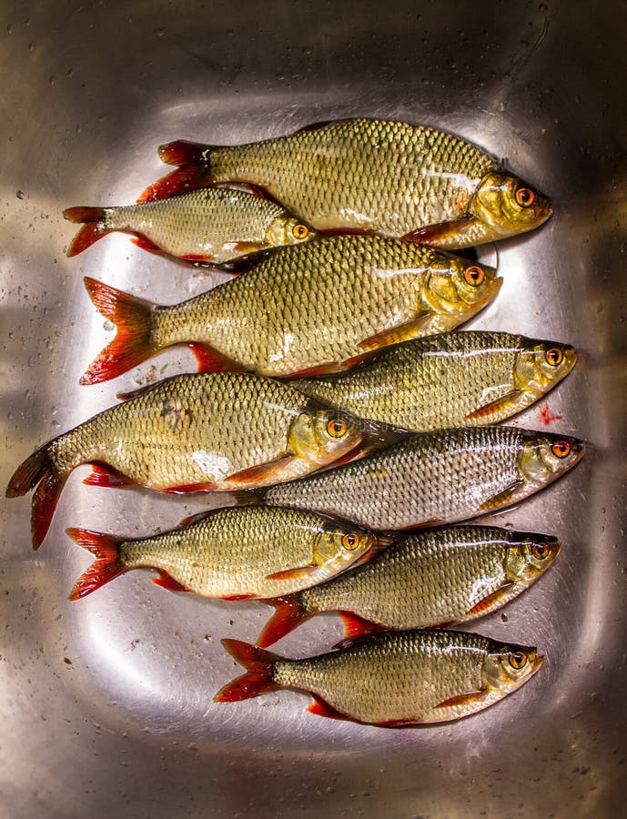 Fresh Fish on Stainless Kitchen Sink Stock Photo - Image of freshness ...