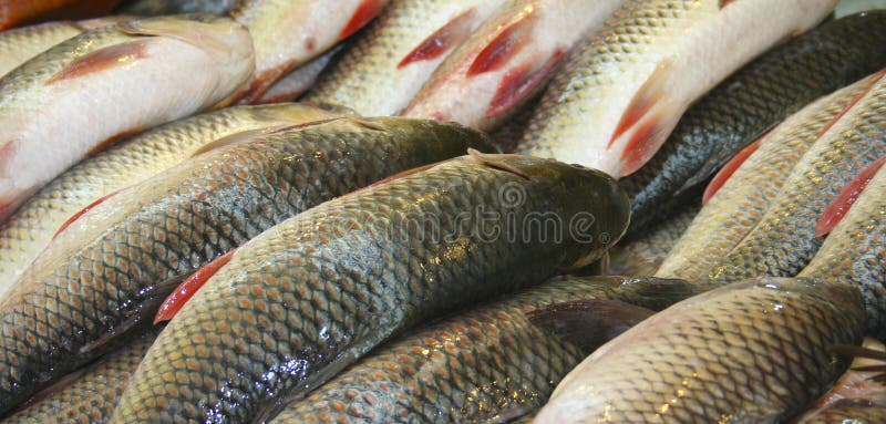 Fresh fish on stall stock photo. Image of animals, heaps - 15232094