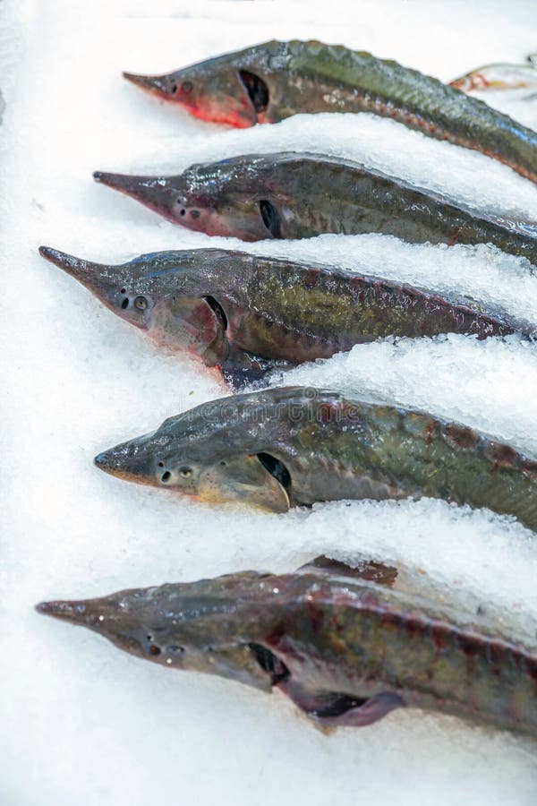 Fresh Fish at the Store Counter Stock Photo - Image of market, marine ...