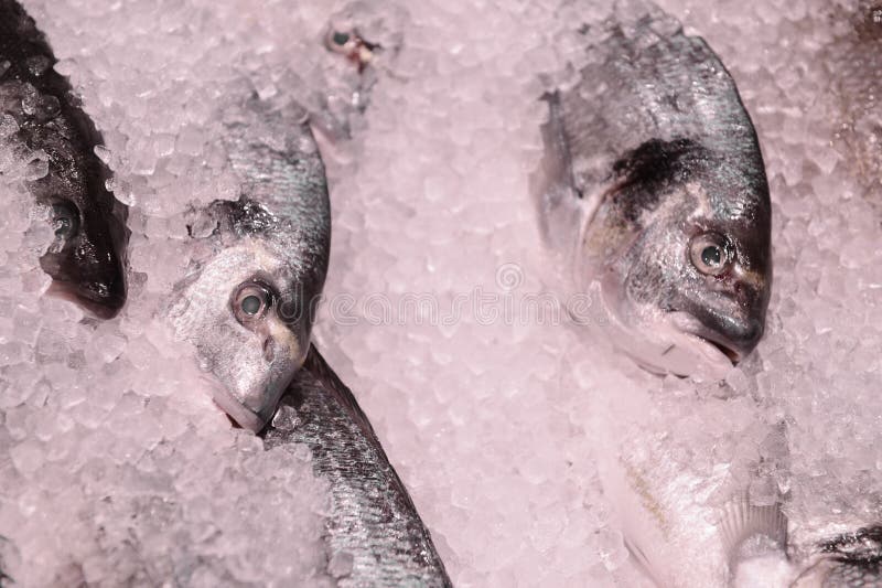 Fresh fish on the store stock photo. Image of marine - 45136586