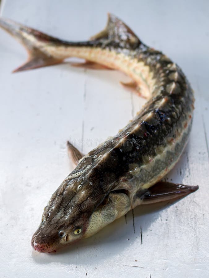 Sturgeon stock image. Image of sturgeon, food, fresh - 108516215