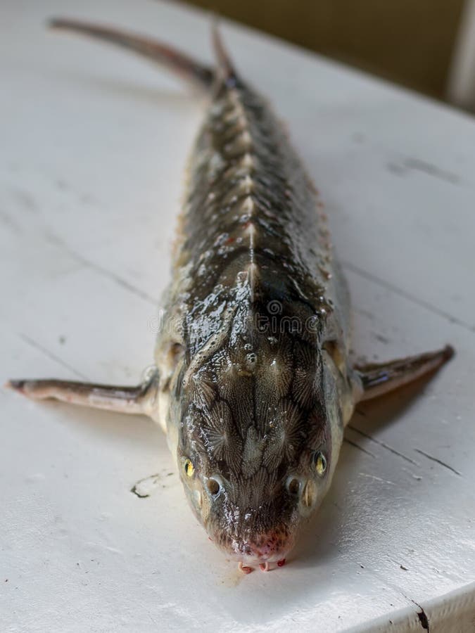 Sturgeon stock image. Image of sturgeon, fresh, seafood - 108513297